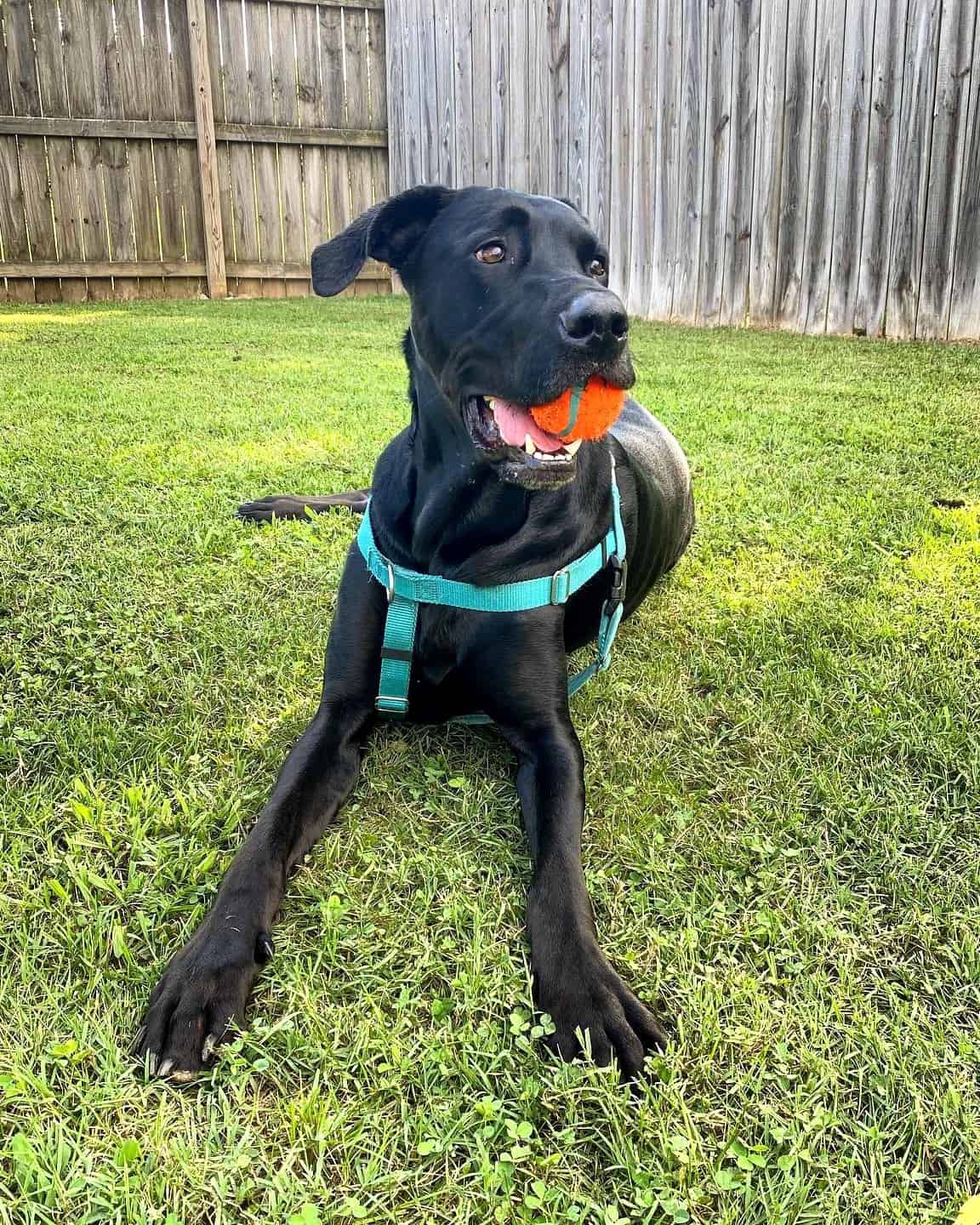 Rottweiler Mixes: 41 Best Rottie Crossbreeds (With Pictures)