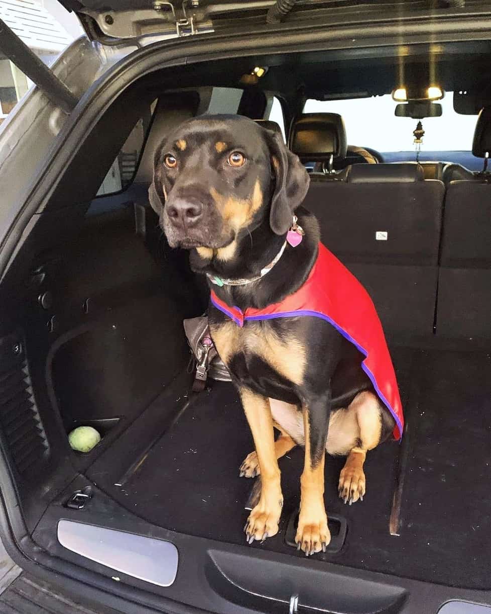 Rottweiler Mixes: 41 Best Rottie Crossbreeds (With Pictures)