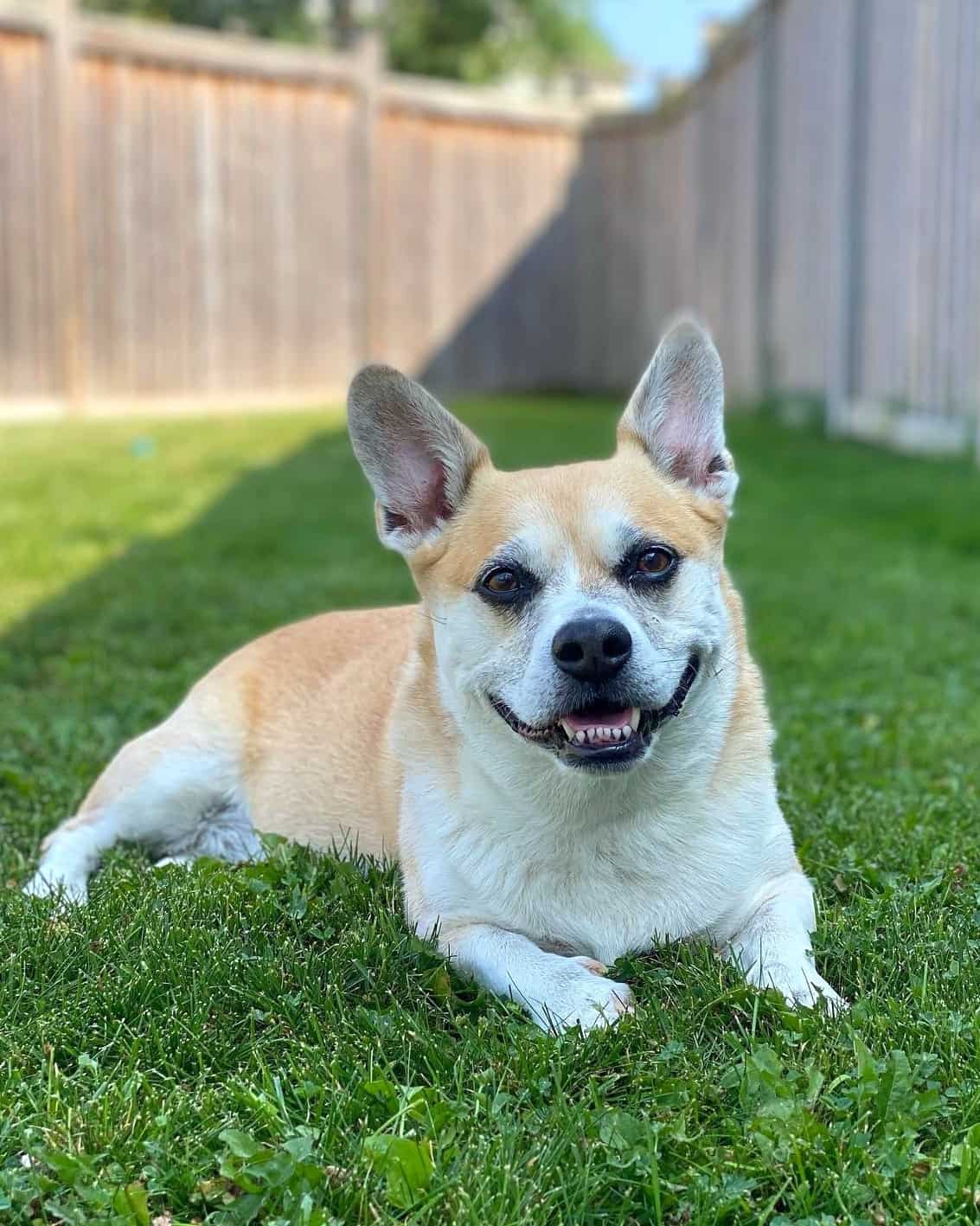 Boston Terrier Mixes: 52 Different Crossbreeds You'll Love