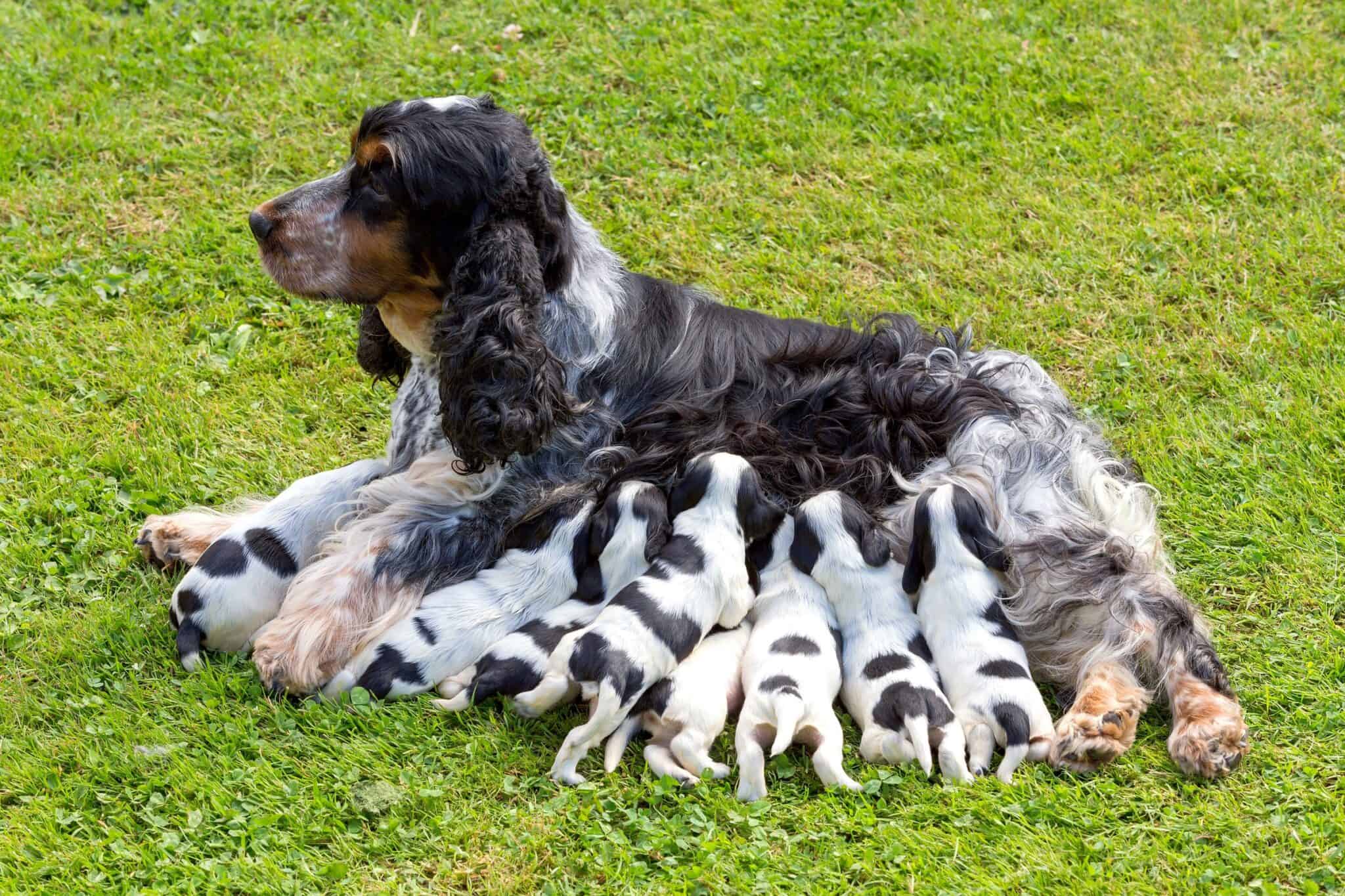 Breeding Rights for Dogs: What They Are, Paperwork & Warnings