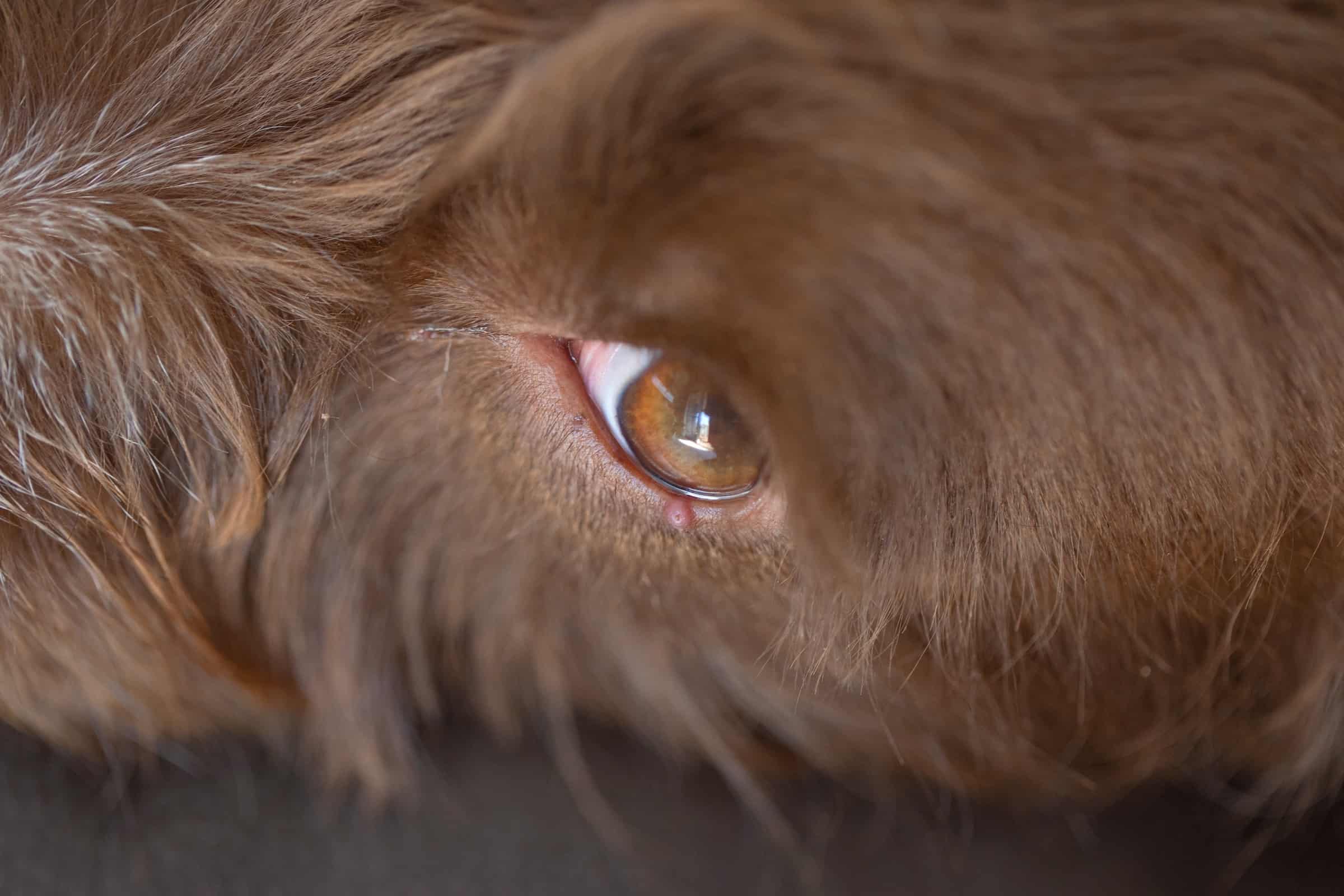 Dog Eye Stye: Causes, Symptoms & Treatments (With FAQs)