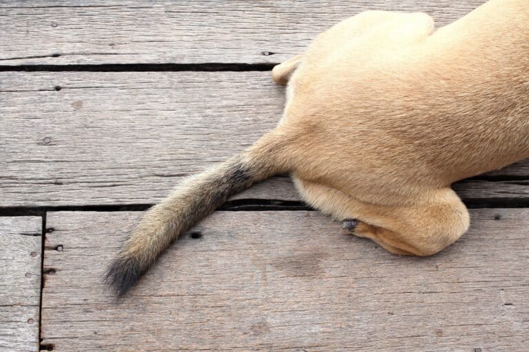 Stud Tail in Dogs: Symptoms, Causes, Diagnosis & Treatments