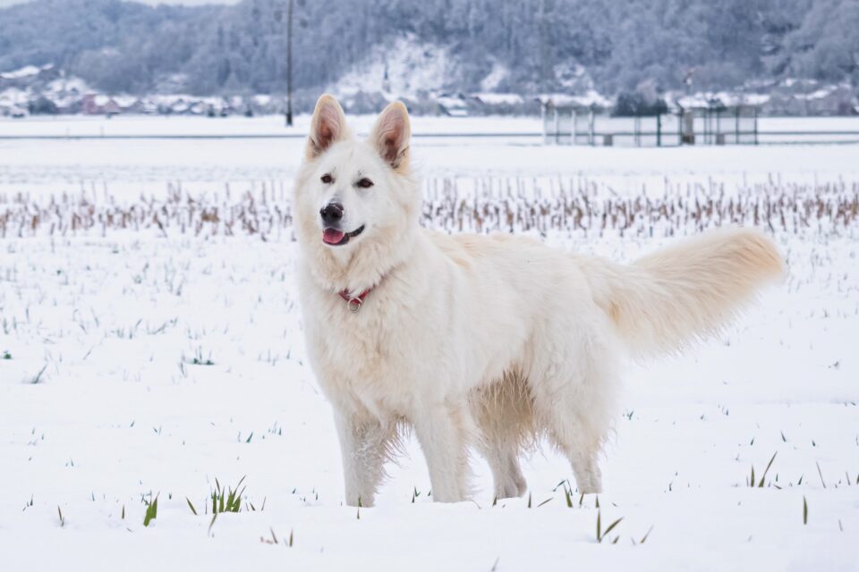 White Swiss Shepherd | Breed Information, Pictures & Facts