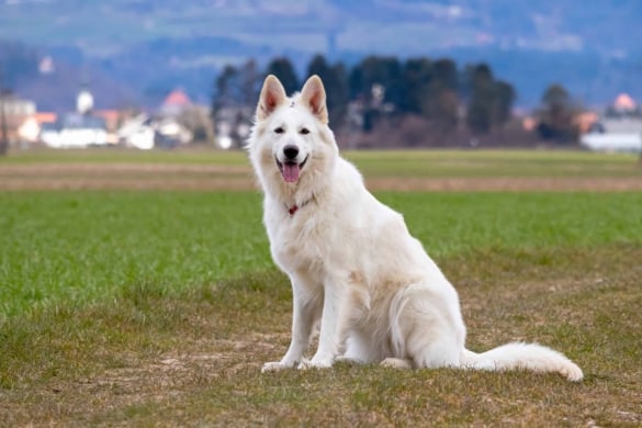 Isabella German Shepherd: Facts, Traits & More (With Pictures)