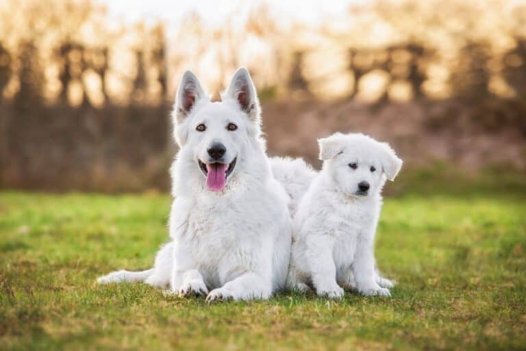 White Swiss Shepherd | Breed Information, Pictures & Facts