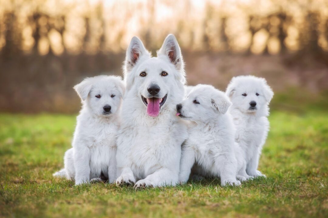 White Swiss Shepherd | Breed Information, Pictures & Facts