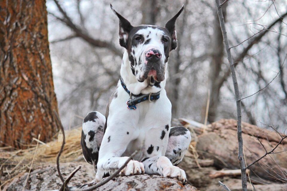 Great Dane Ear Cropping: Everything You Need to Know