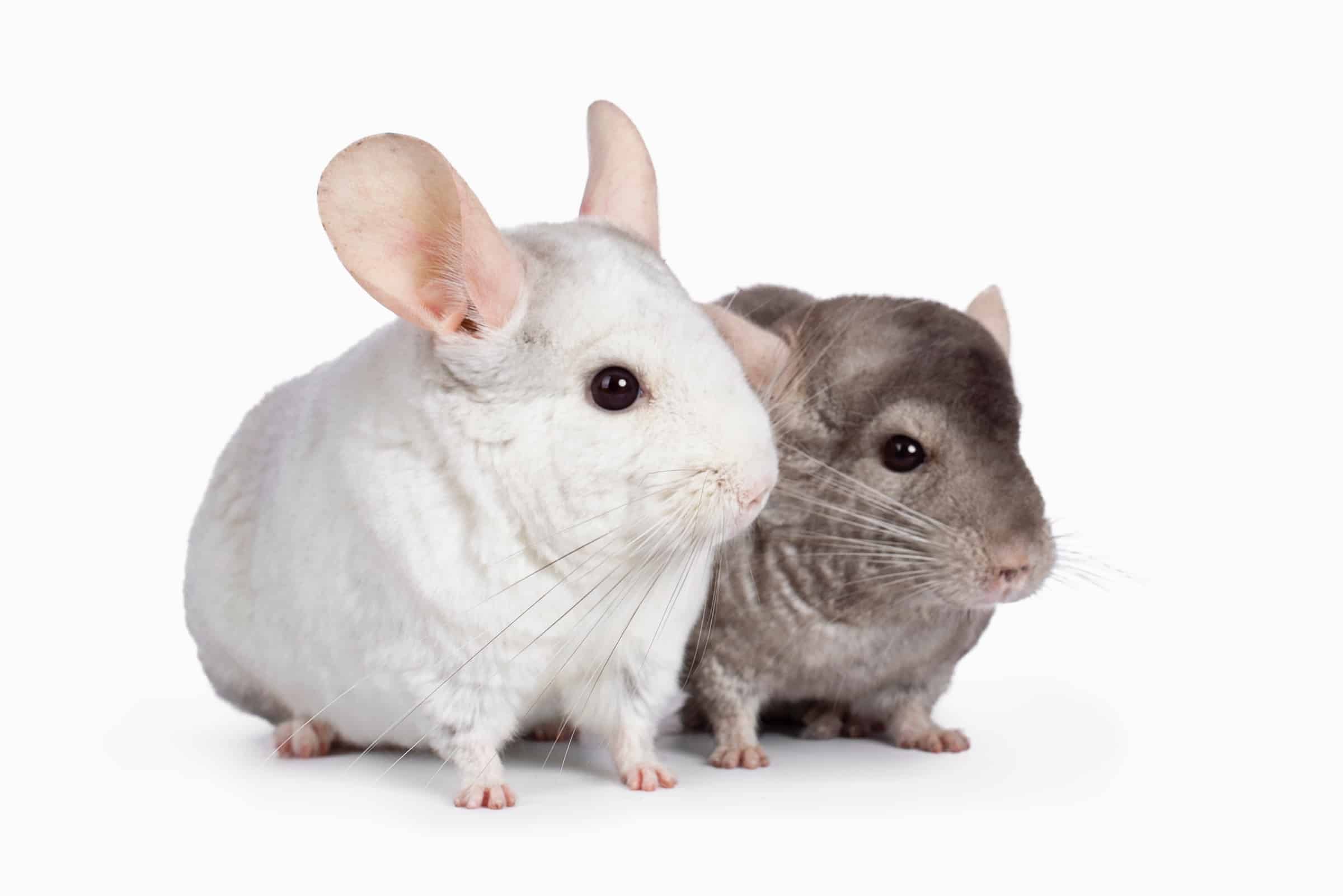 White Chinchilla: Facts, Pictures, Genetics & Health Issues