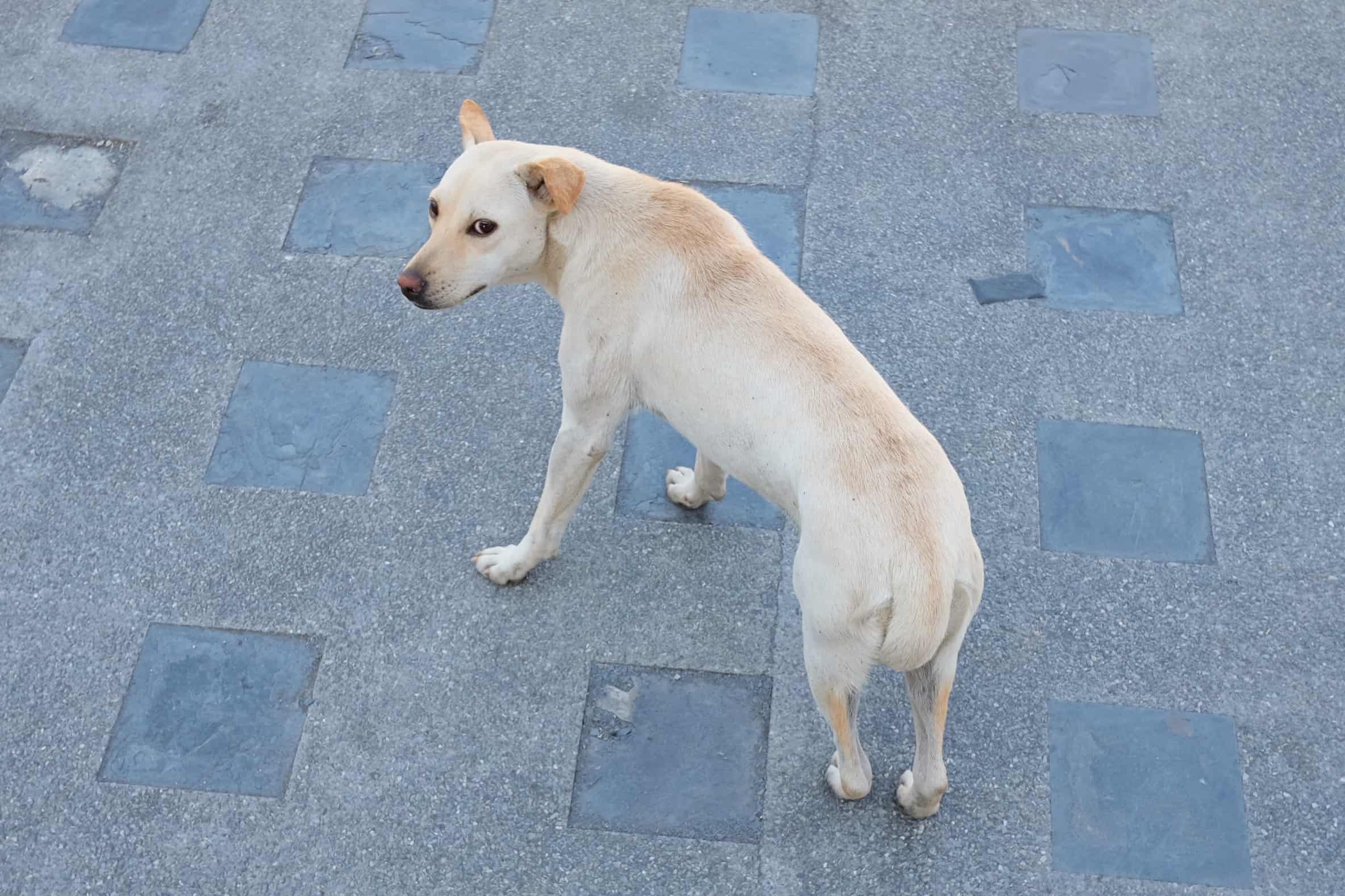 Dog Tail Between Legs: Top 9 Reasons & What Should You Do?