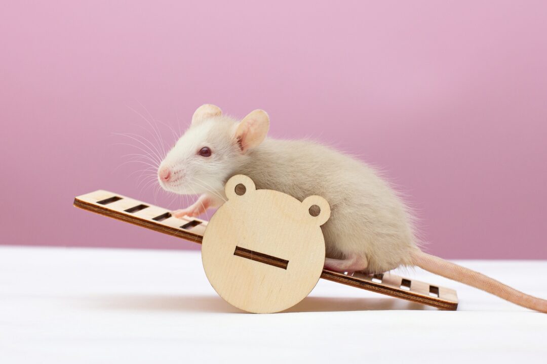 Dumbo Rat: Facts, Behavior, Prices & Care