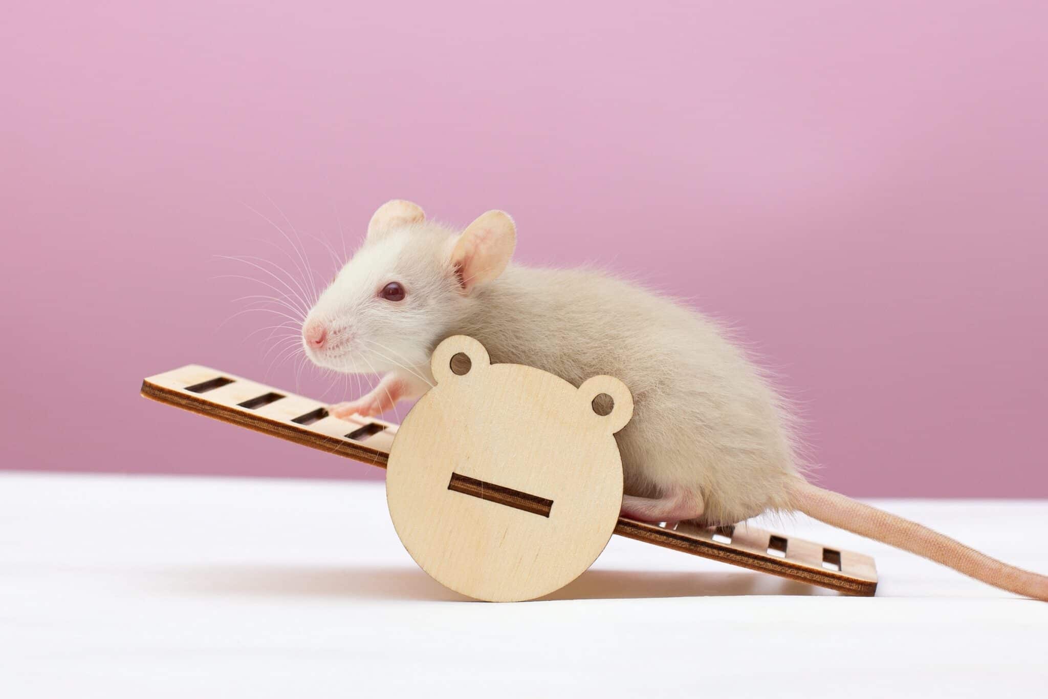 Dumbo Rat: Facts, Behavior, Prices & Care