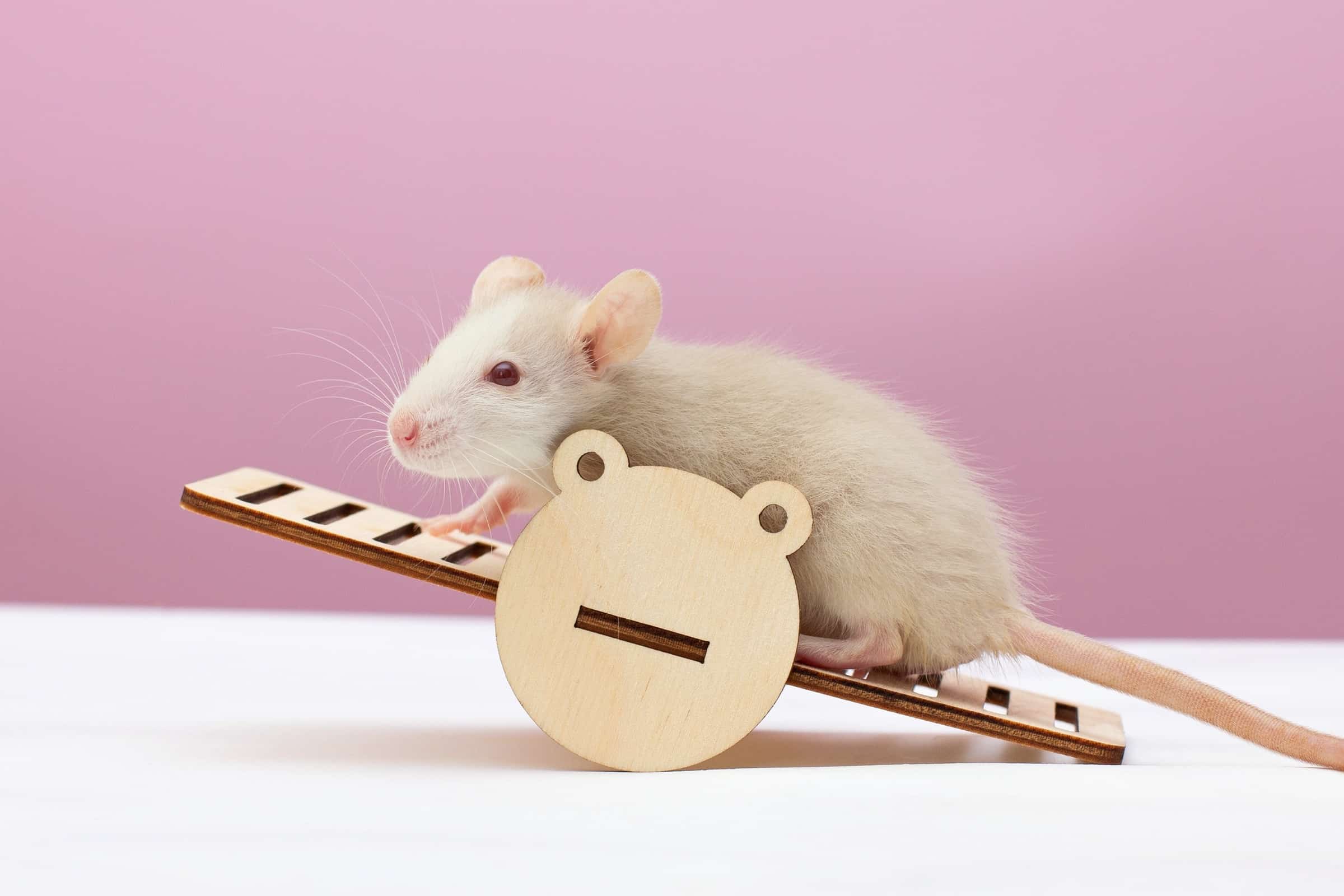 Dumbo Rat: Facts, Behavior, Prices & Care (With Pictures)