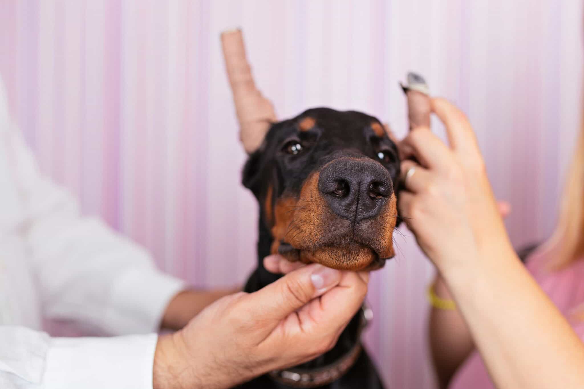Doberman Ear Cropping: Everything You Need to Know