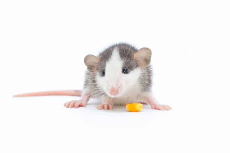 Dumbo Rat: Facts, Behavior, Prices & Care