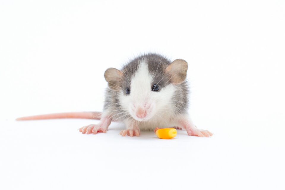 Dumbo Rat: Facts, Behavior, Prices & Care