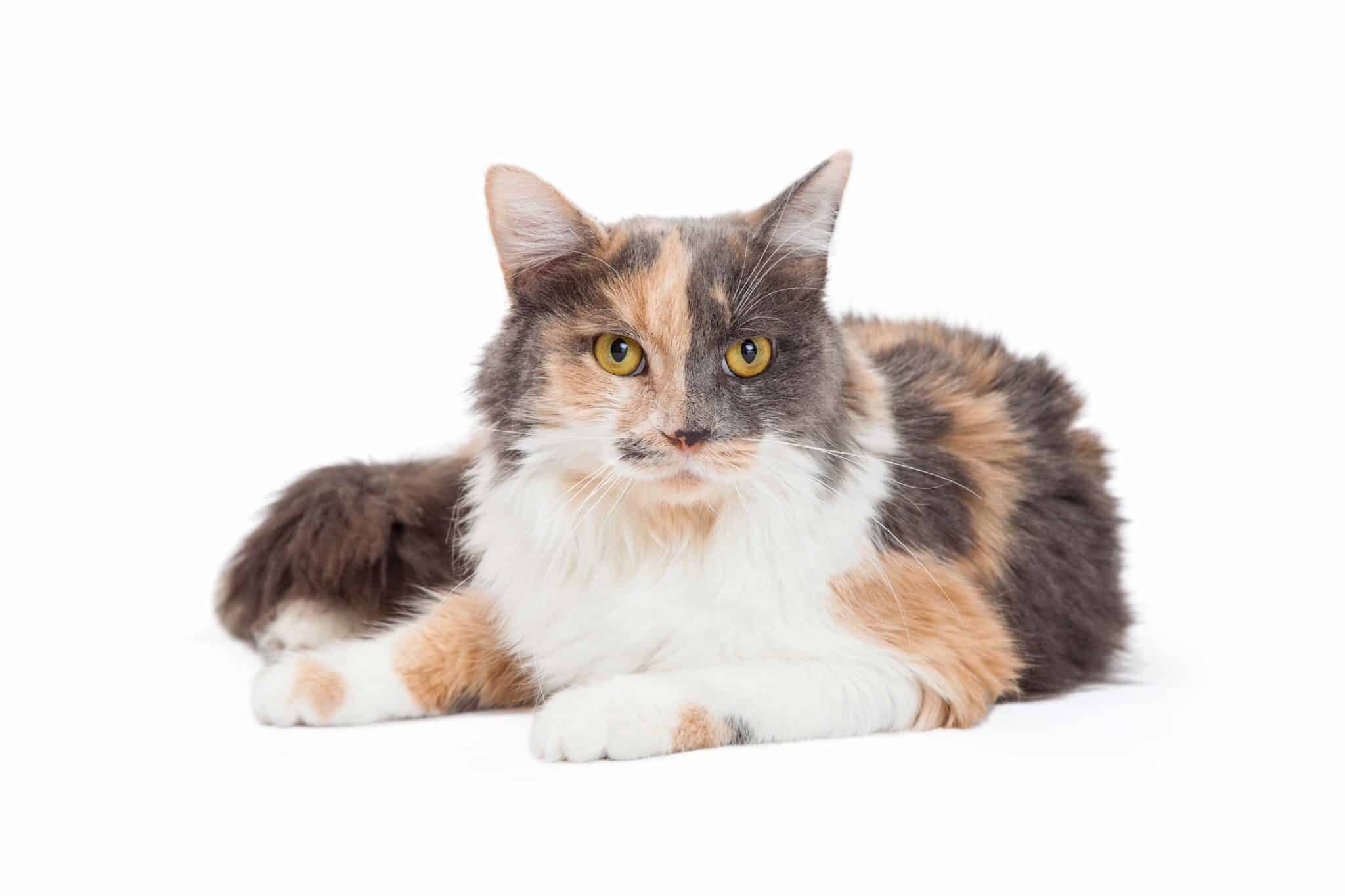Long-Haired Calico Cat: Can Calico Cats Have Long Hair?
