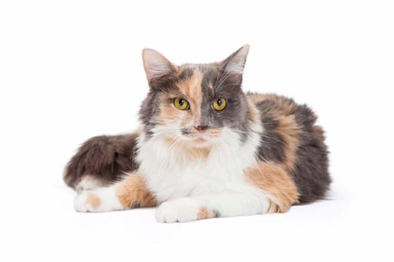 Long-Haired Calico Cat: Can Calico Cats Have Long Hair?