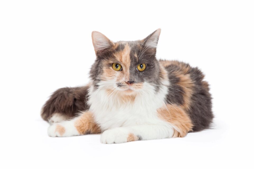 Long-Haired Calico Cat: Can Calico Cats Have Long Hair?