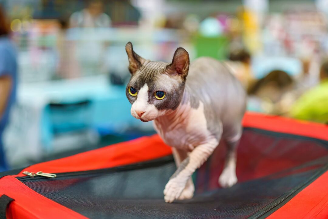 Elf Cat | Breed Information, Pictures, Characteristics & Care