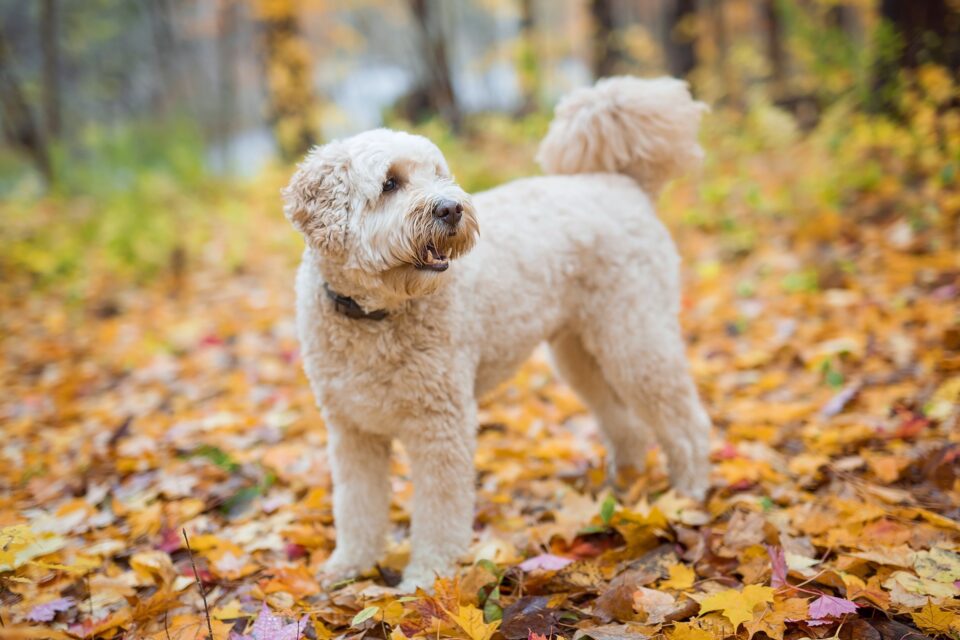 The Cream Goldendoodle: 12 Things You Probably Didn't Know