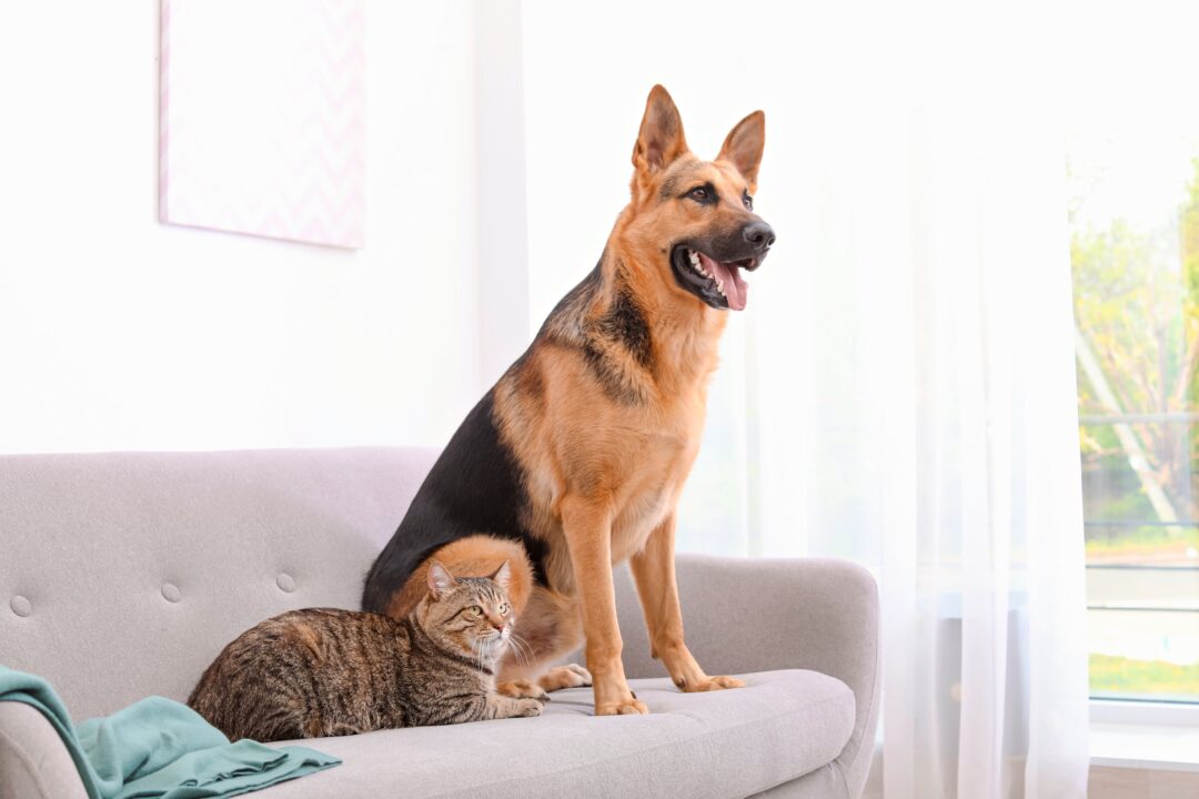 Alsatian | Dog Breed Information, Pictures, Traits & Facts