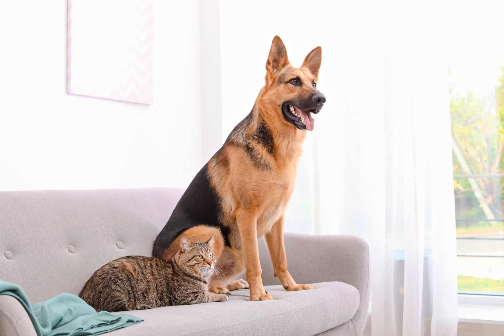 Alsatian | Dog Breed Information, Pictures, Traits & Facts