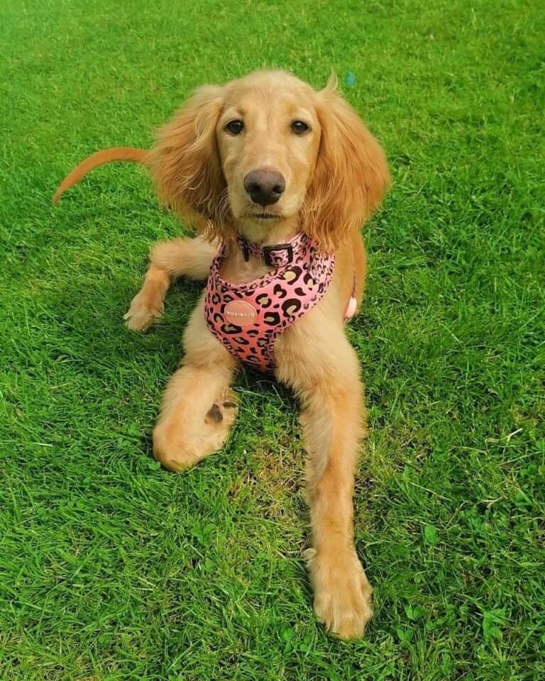 Irish Setter Mixes: 9 Unique Crossbreeds to Brighten Your Day!