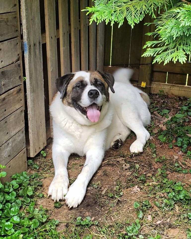 Saint Bernard Mixes: 25 Adorable Crossbreeds (With Pictures)