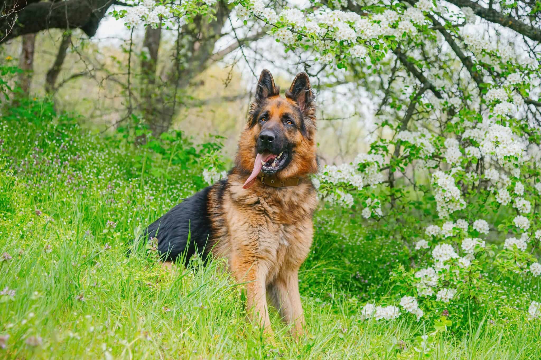 Alsatian | Dog Breed Information, Pictures, Traits & Facts