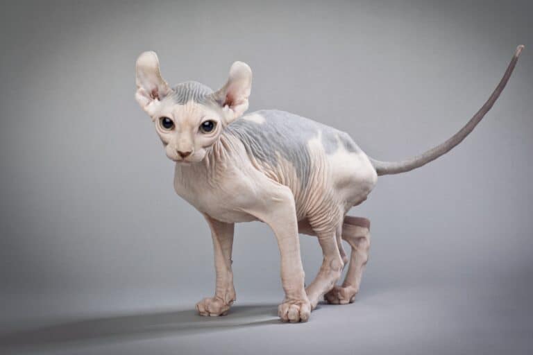 Elf Cat | Breed Information, Pictures, Characteristics & Care