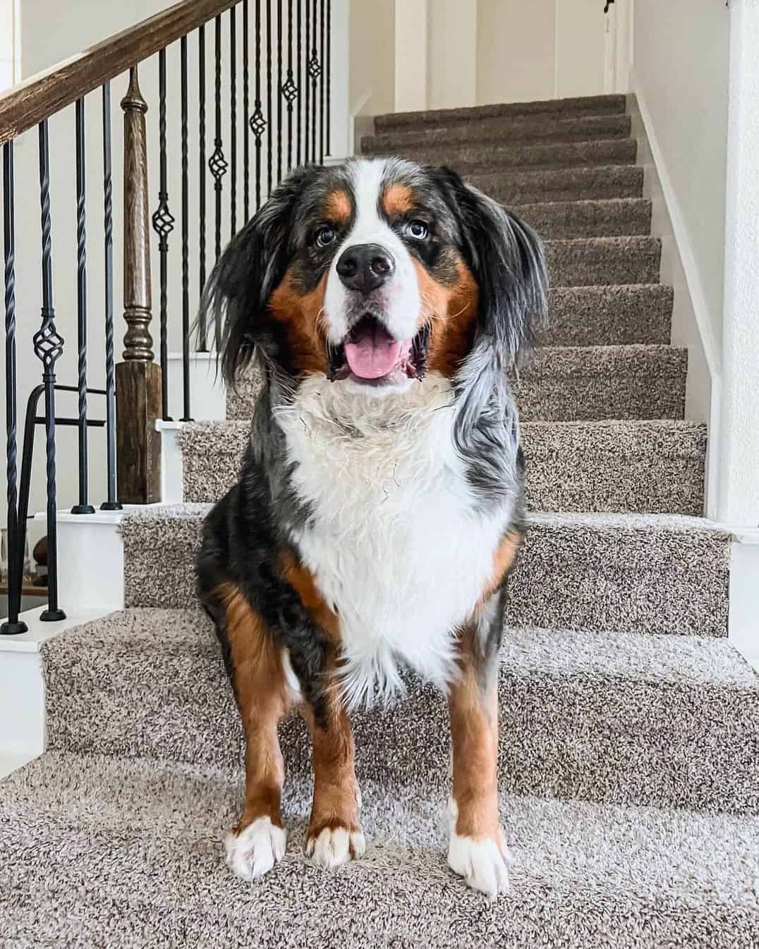 40 Bernese Mountain Dog Mixes You'll Love!