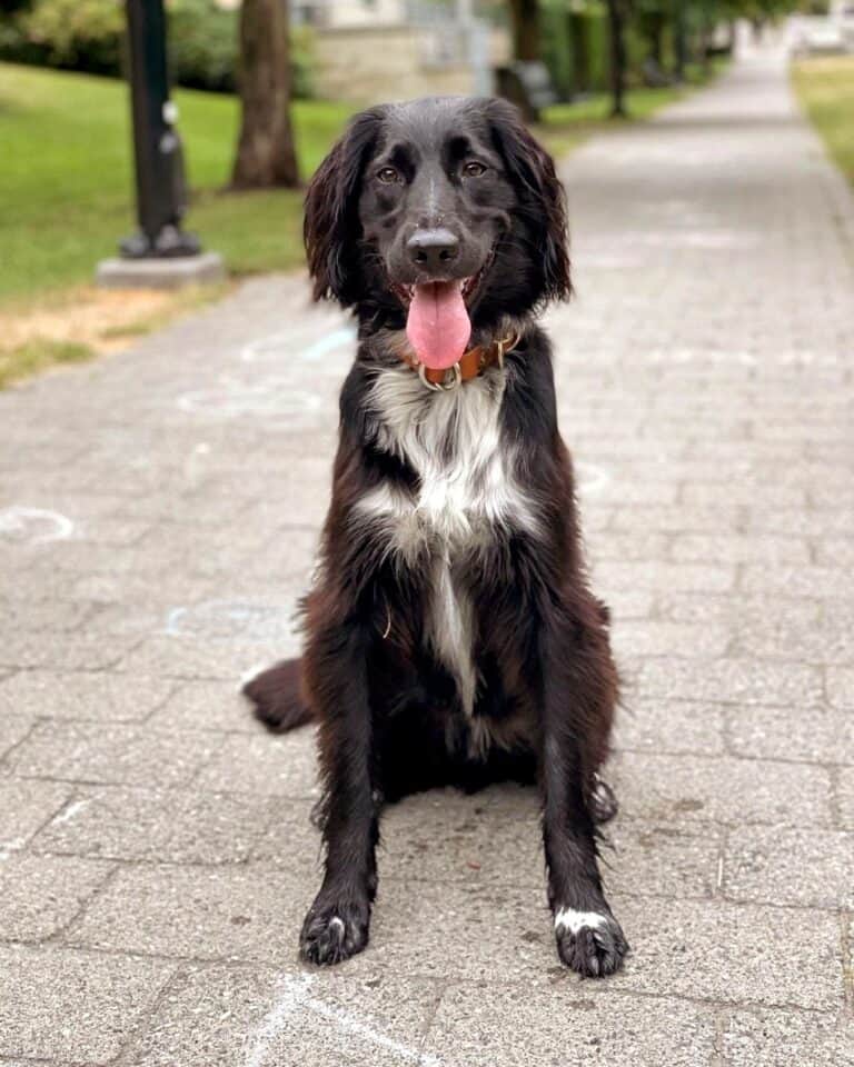 English Springer Spaniel Mixes: 28 Unique & Smart Crossbreeds