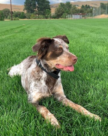 Brittany Spaniel Mixes: 21 Beautiful Crossbreeds