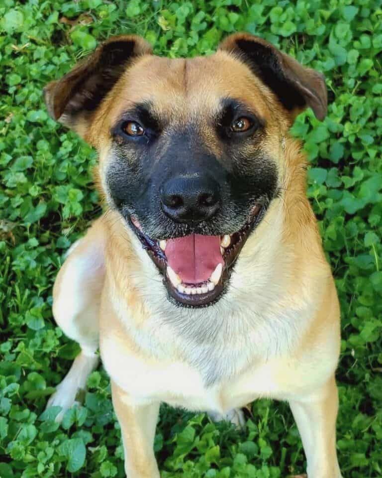 Black Mouth Cur Mixes: 13 Fearless and Protective Crossbreeds