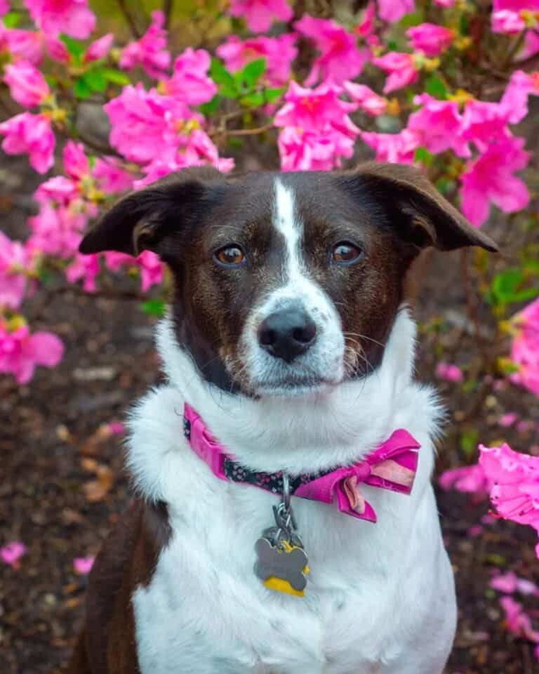 Brittany Spaniel Mixes: 21 Beautiful Crossbreeds