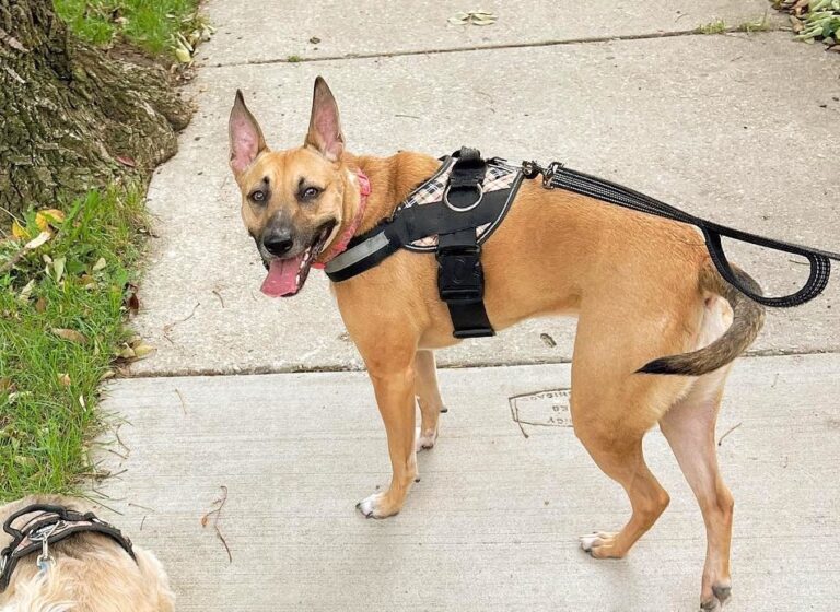 Basenji German Shepherd Mix: Info, Pictures, Facts & FAQs