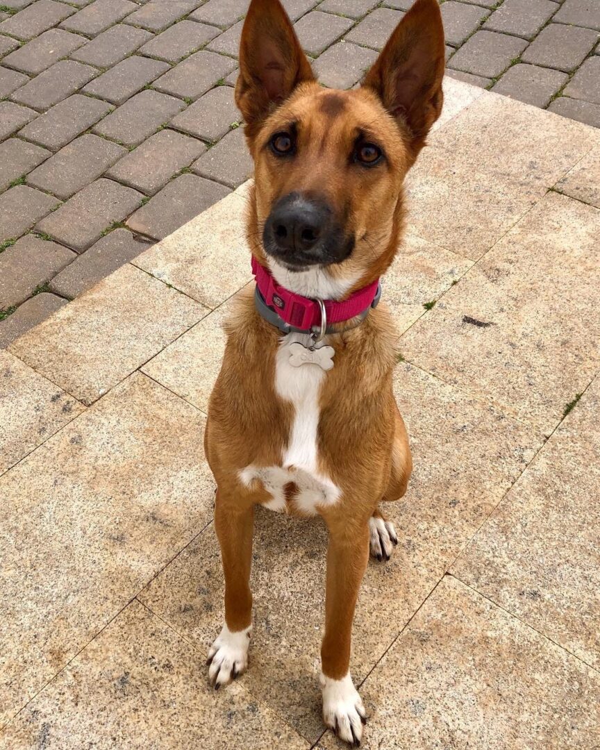 Basenji German Shepherd Mix: Info, Pictures, Facts & FAQs