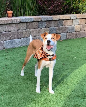 Whippet Mixes: 31 Different Whippet Hybrids