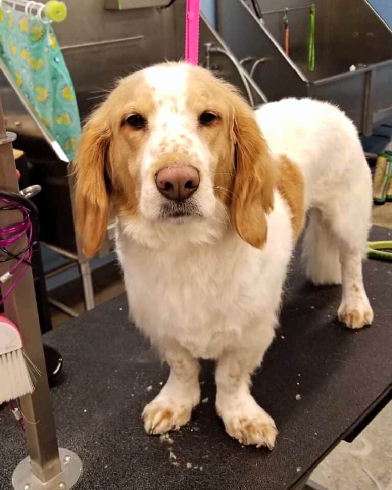 Brittany Spaniel Mixes: 21 Beautiful Crossbreeds