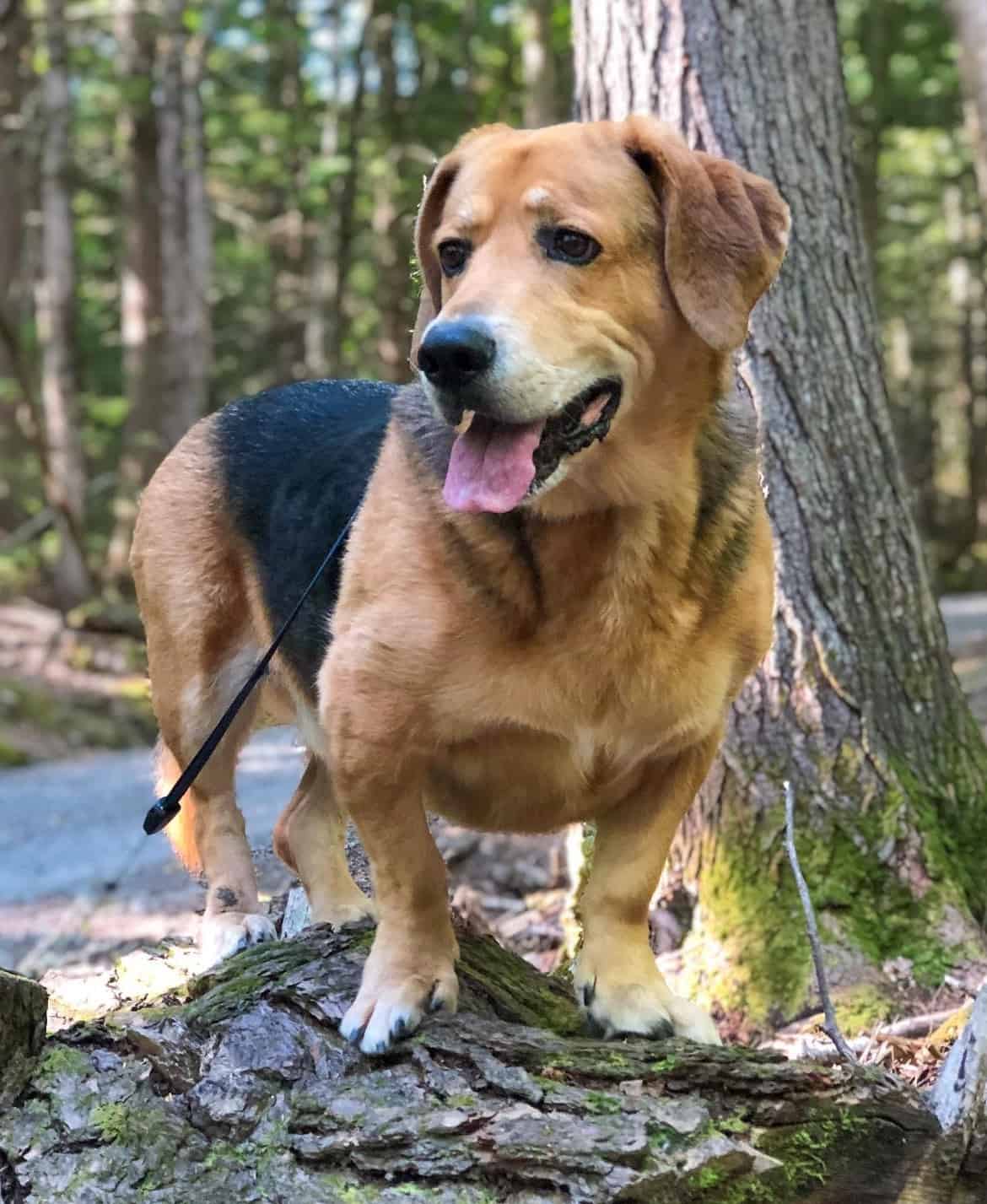 German Shepherd Basset Hound Mix: Info, Pictures & Facts