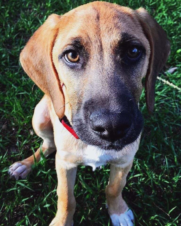 Black Mouth Cur Mixes: 13 Fearless and Protective Crossbreeds