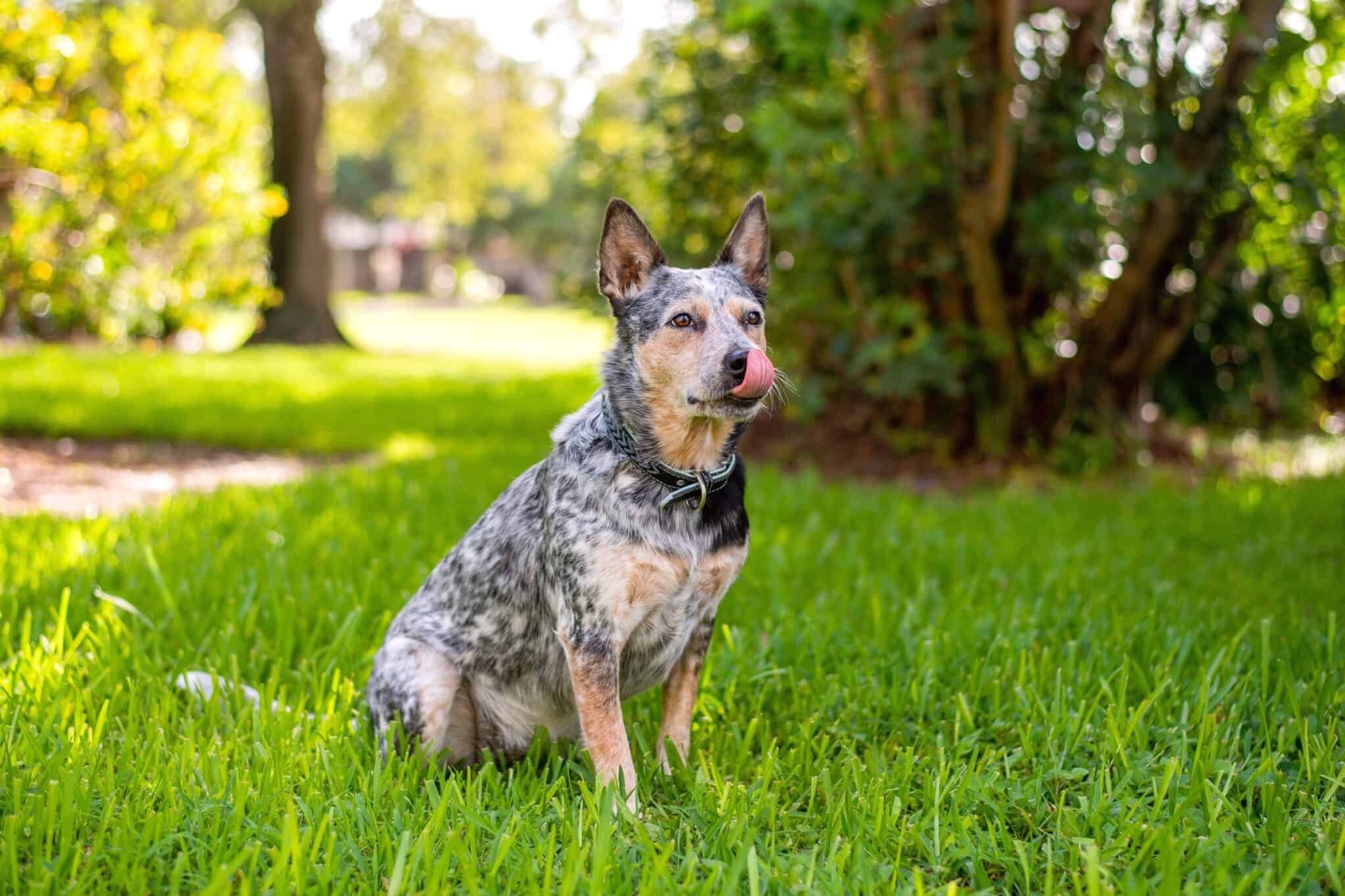 Queensland Heeler | Breed Information, Pictures, Traits & Facts