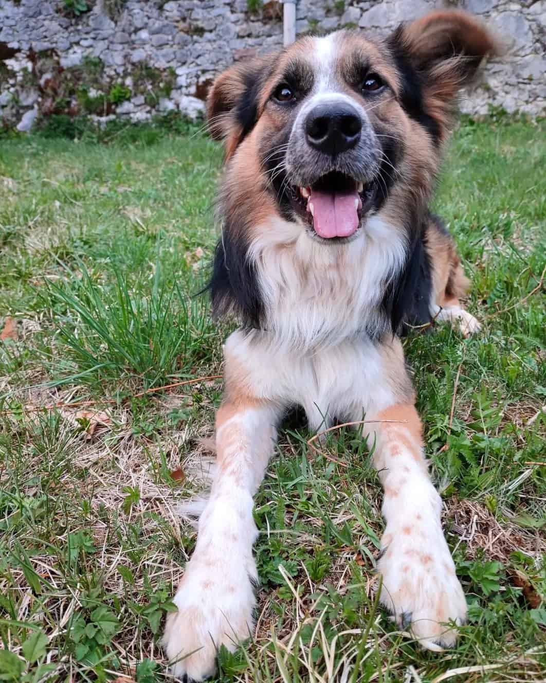 40 Bernese Mountain Dog Mixes You'll Love!