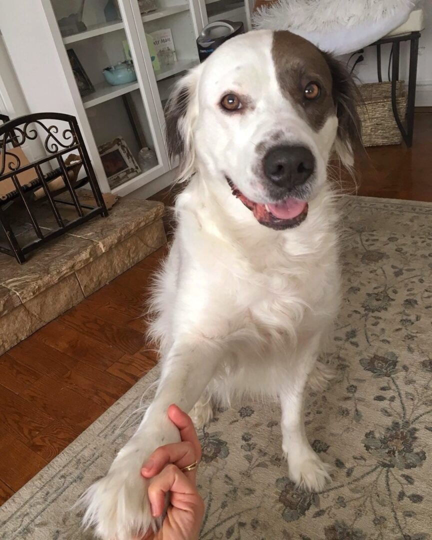 40 Bernese Mountain Dog Mixes You'll Love!