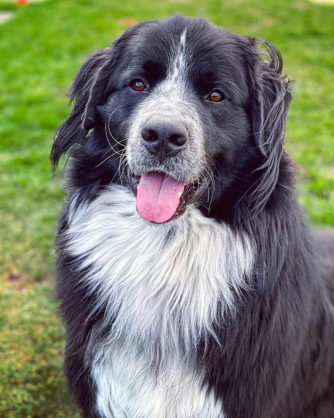 40 Bernese Mountain Dog Mixes You'll Love!