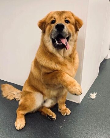 40 Bernese Mountain Dog Mixes You'll Love!