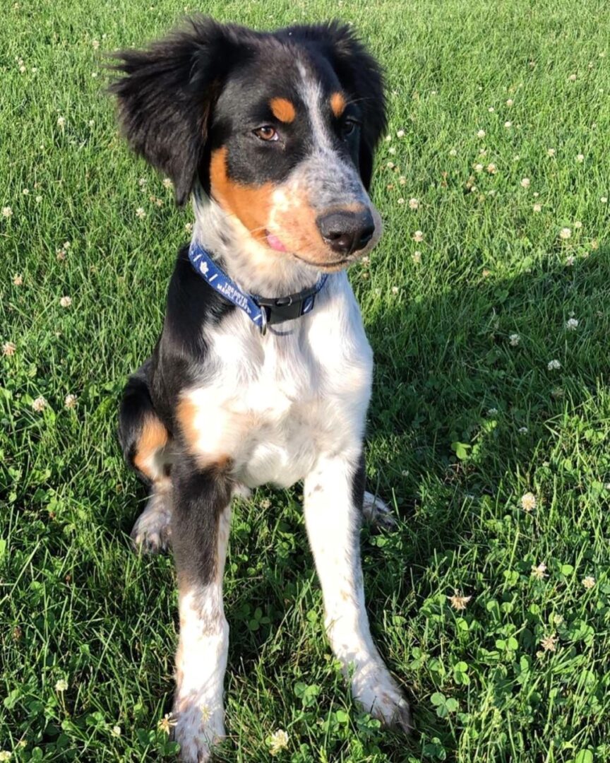 40 Bernese Mountain Dog Mixes You'll Love!