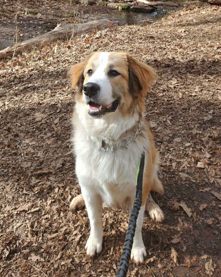40 Bernese Mountain Dog Mixes You'll Love!