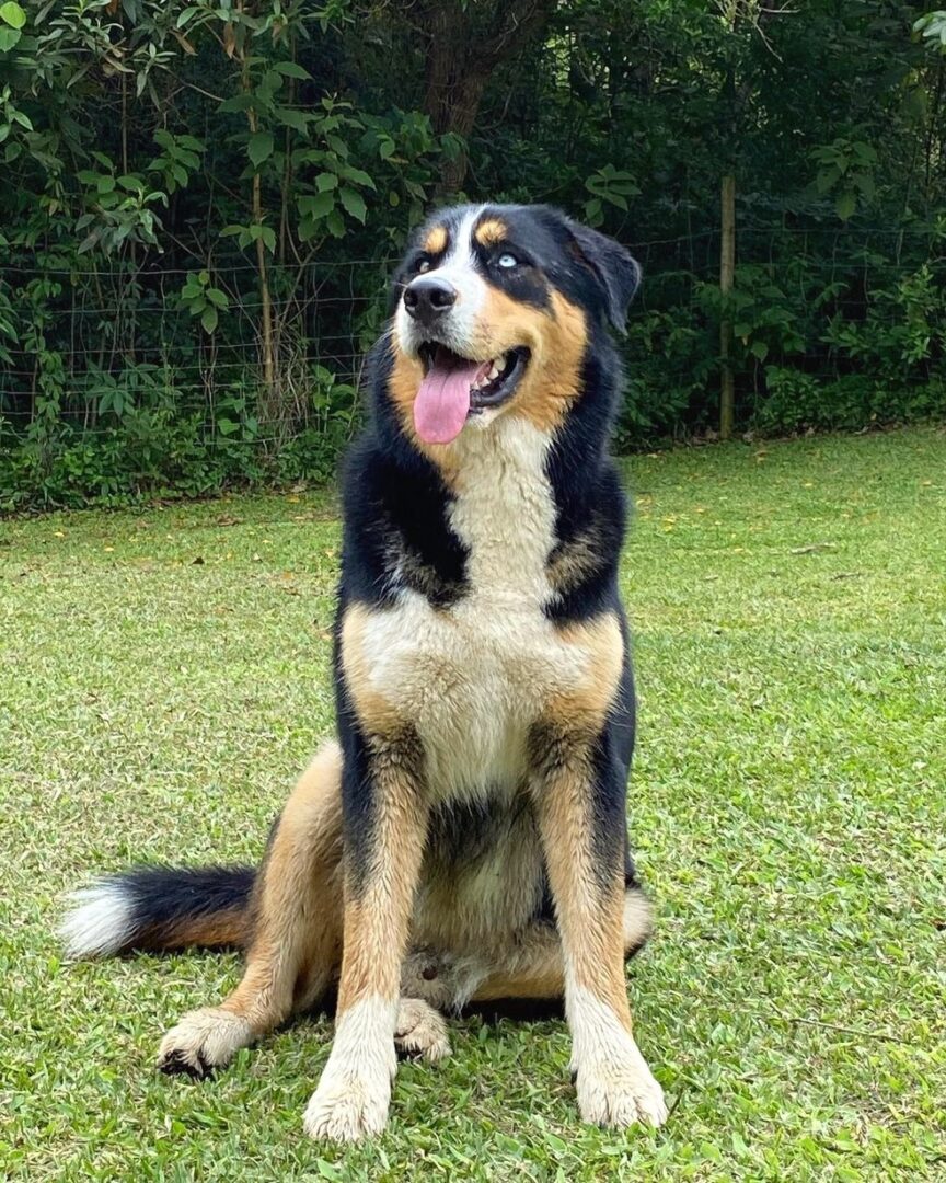 40 Bernese Mountain Dog Mixes You'll Love!