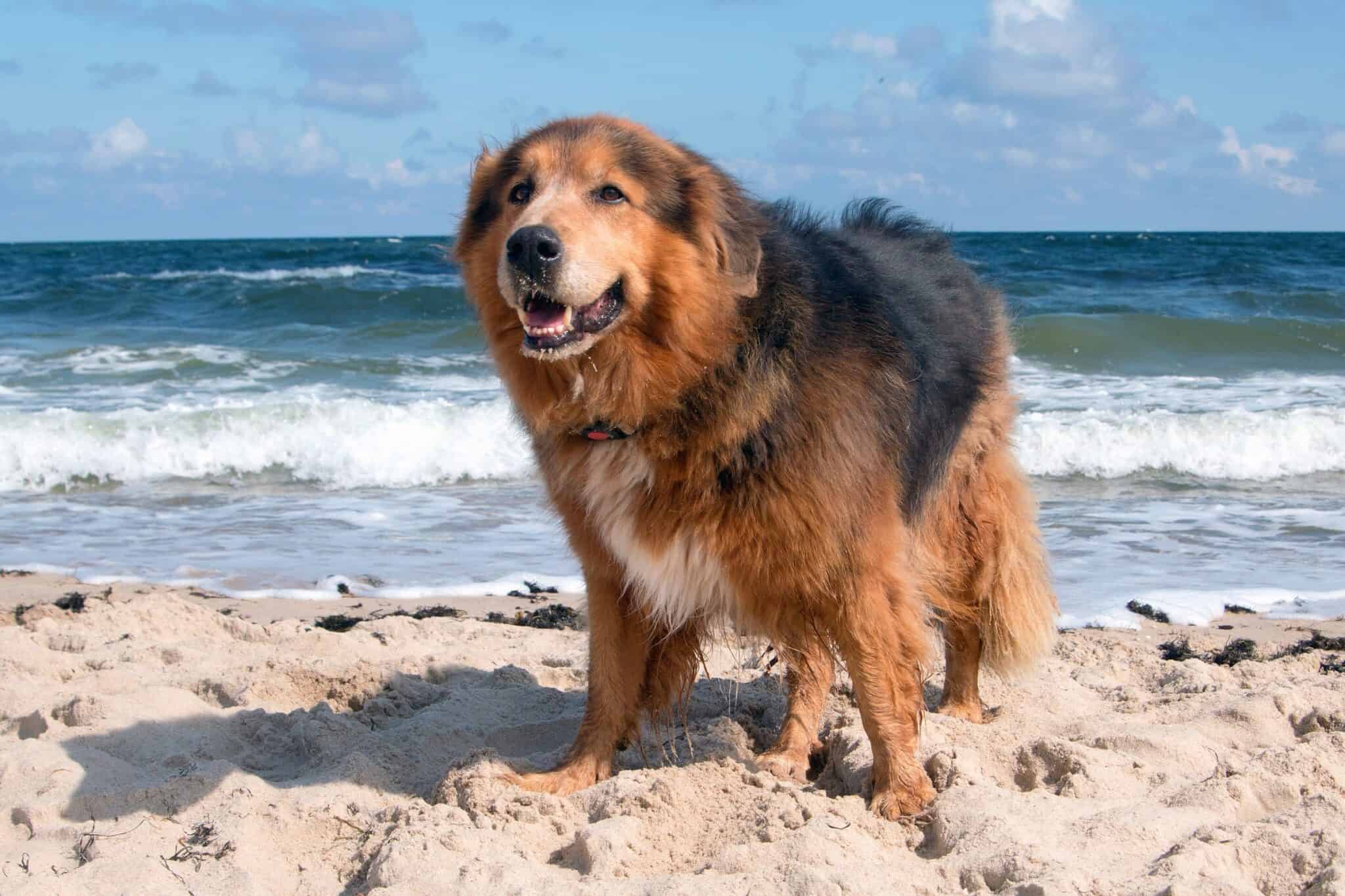 40 Bernese Mountain Dog Mixes You'll Love!